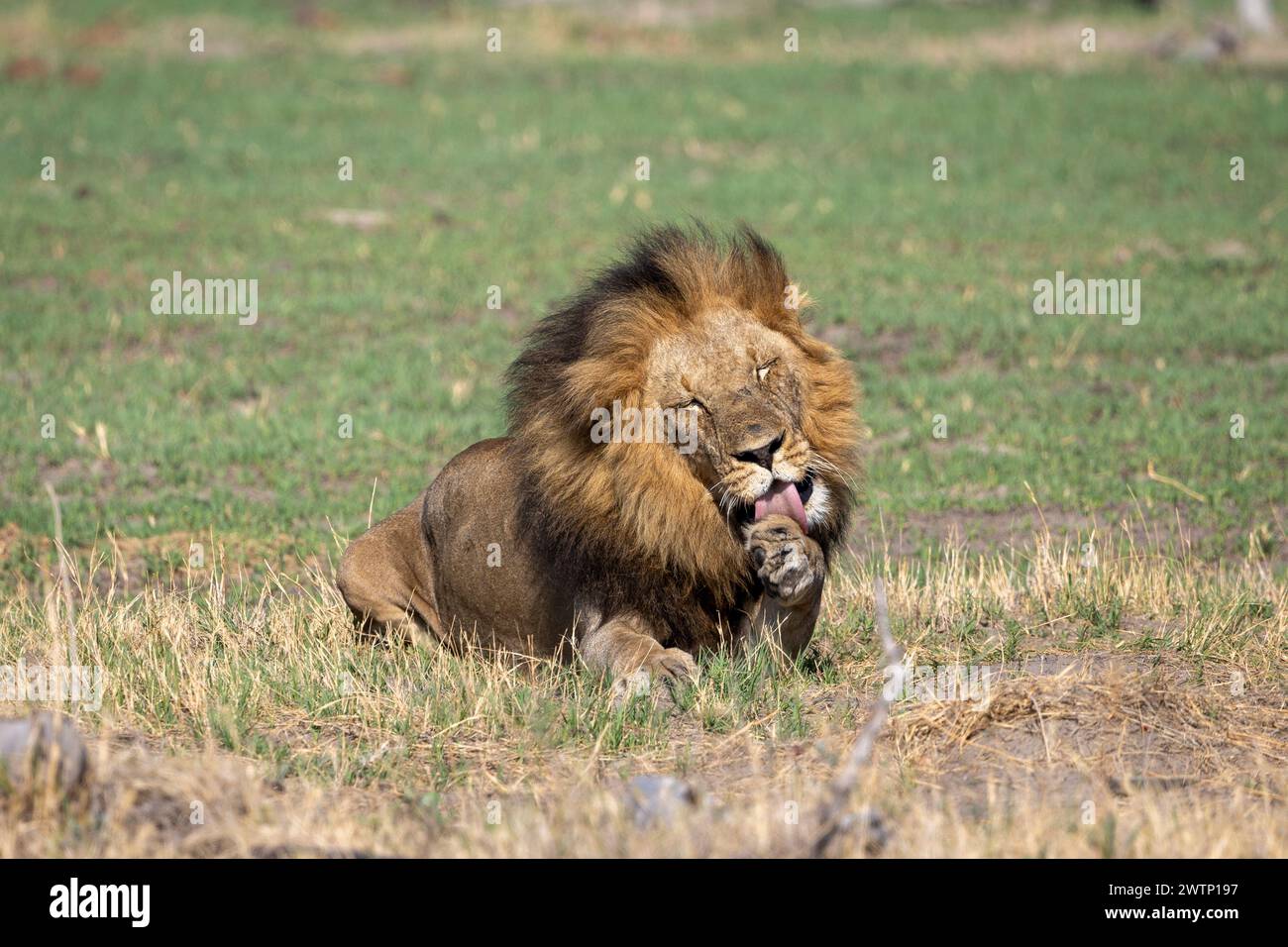 Single lion on safari in Botswana, Africa Stock Photo - Alamy