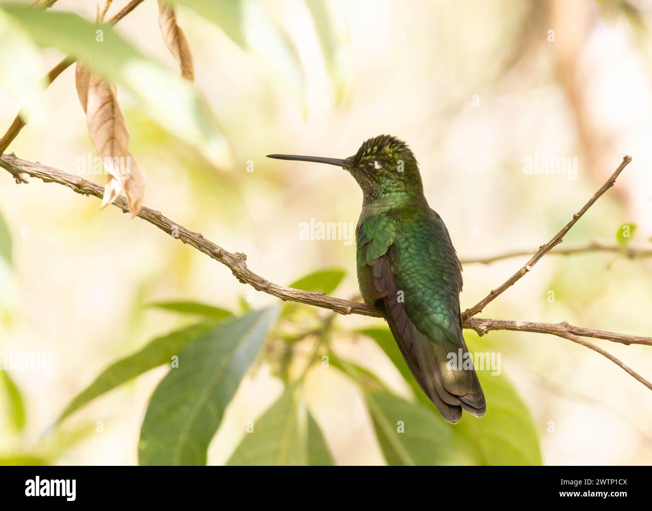 Volcano talamanca hummingbird in a leafy shrub Stock Photo - Alamy