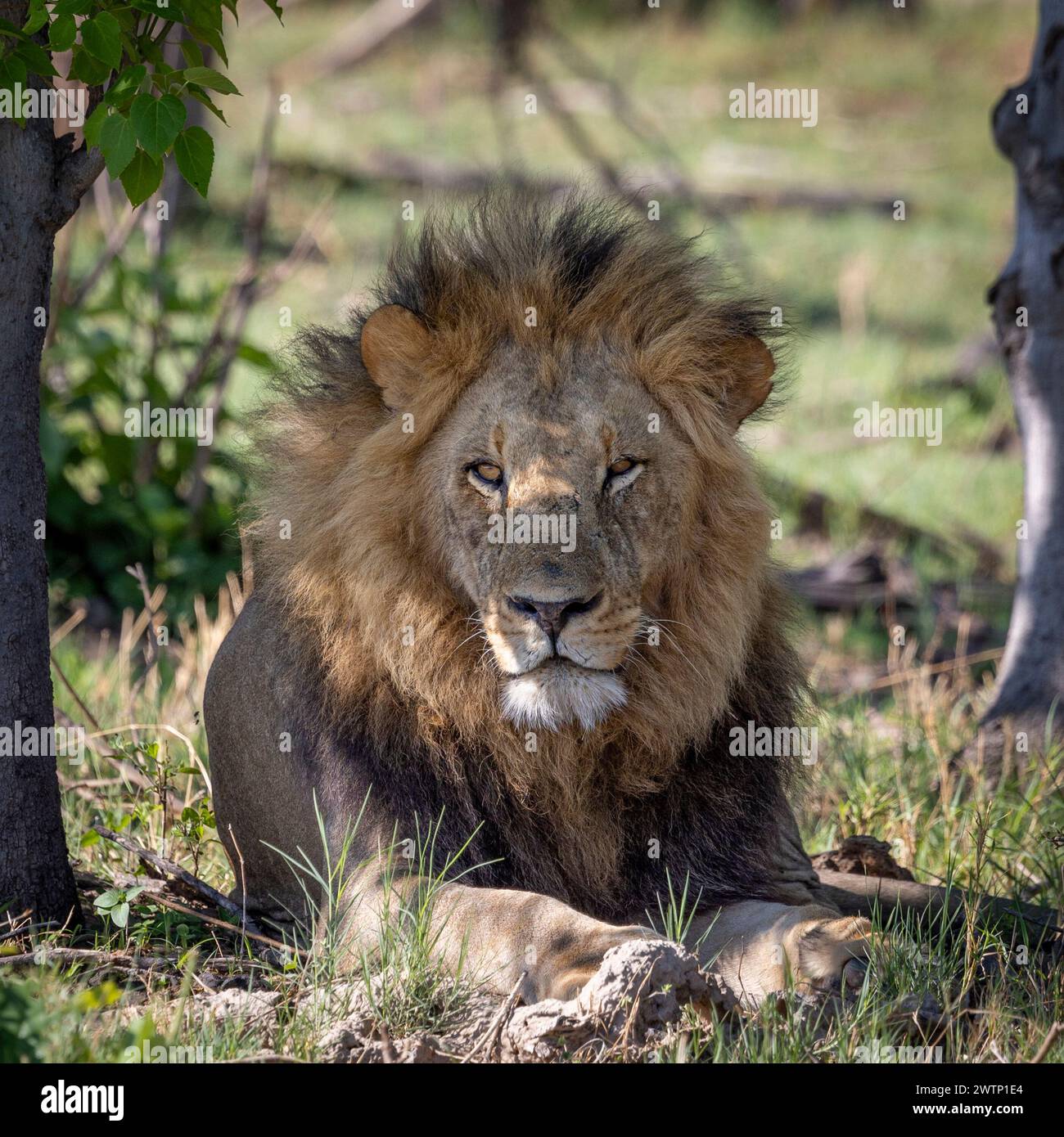 Single lion on safari in Botswana, Africa Stock Photo - Alamy