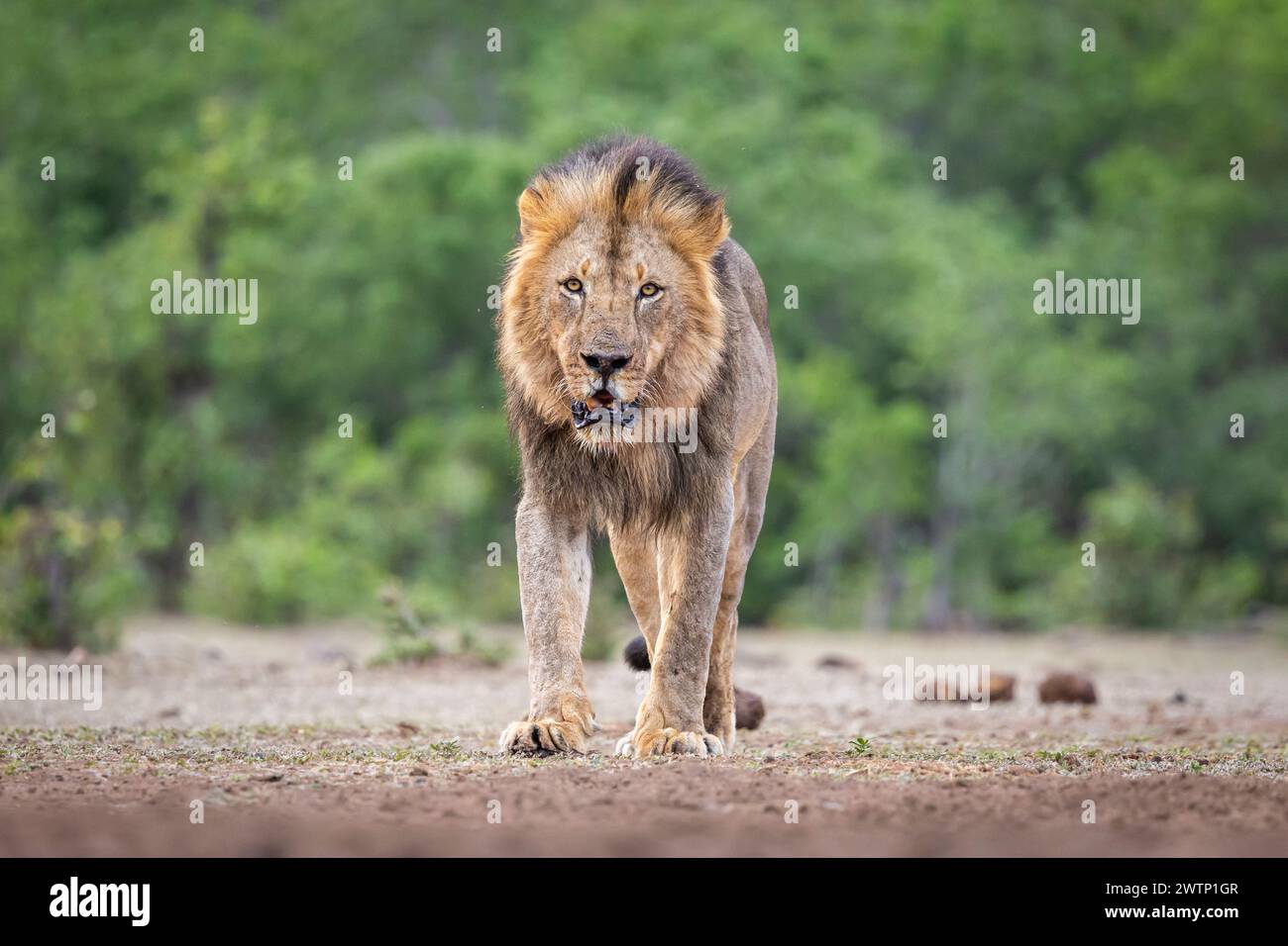 Lion wild walk hi-res stock photography and images - Alamy