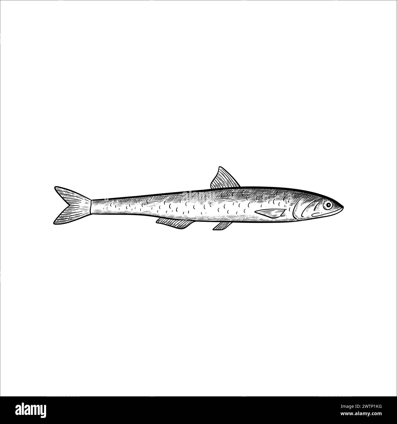 Anchovy fish. Isolated design element. Vector illustration in black and ...