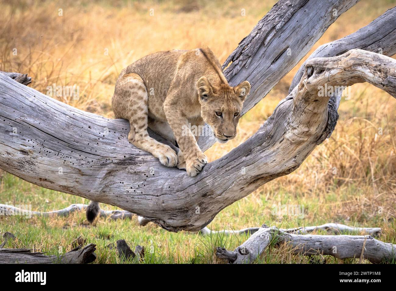 Lion cubs climbing a tree trunk in Botswana, Africa Stock Photo - Alamy