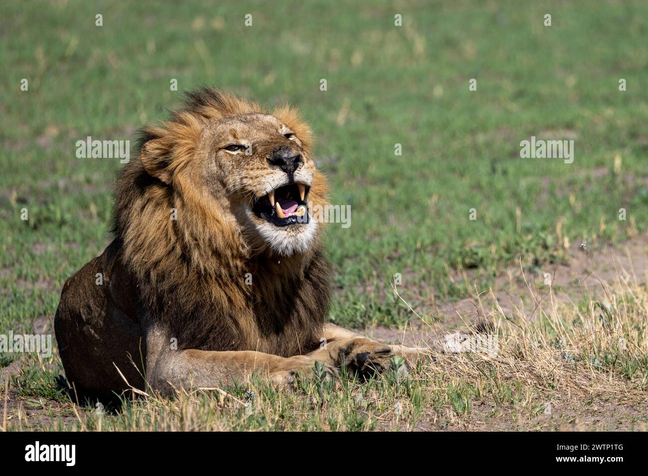 Lion sitting on grasslands in Botswana Africa yawning Stock Photo - Alamy