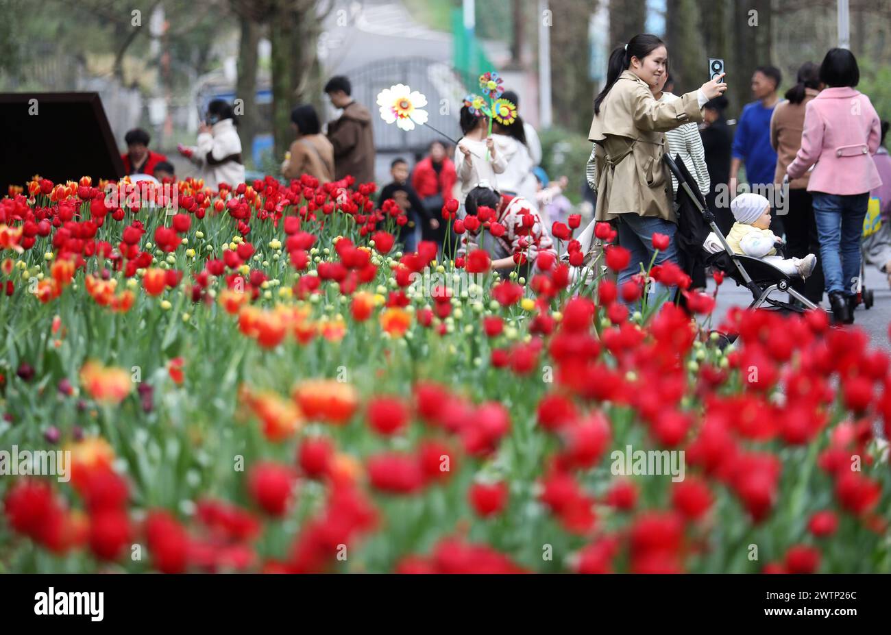 CHENZHOU, CHINA - MARCH 16, 2024 - Tourists play among blooming tulips ...