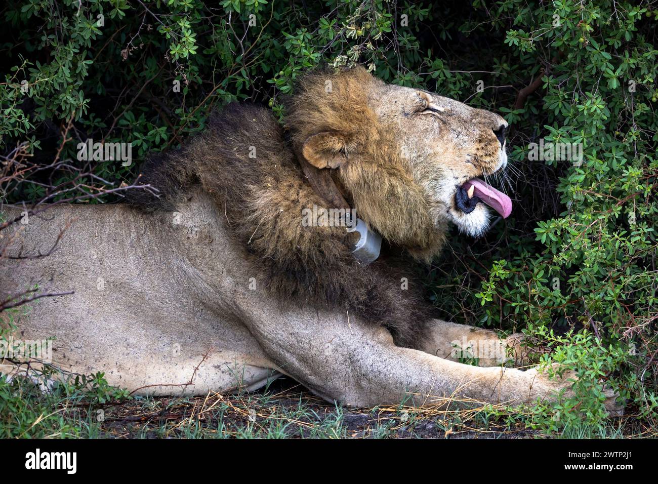 Large male lion sitting under a bush wearing a tracker in Botswana ...
