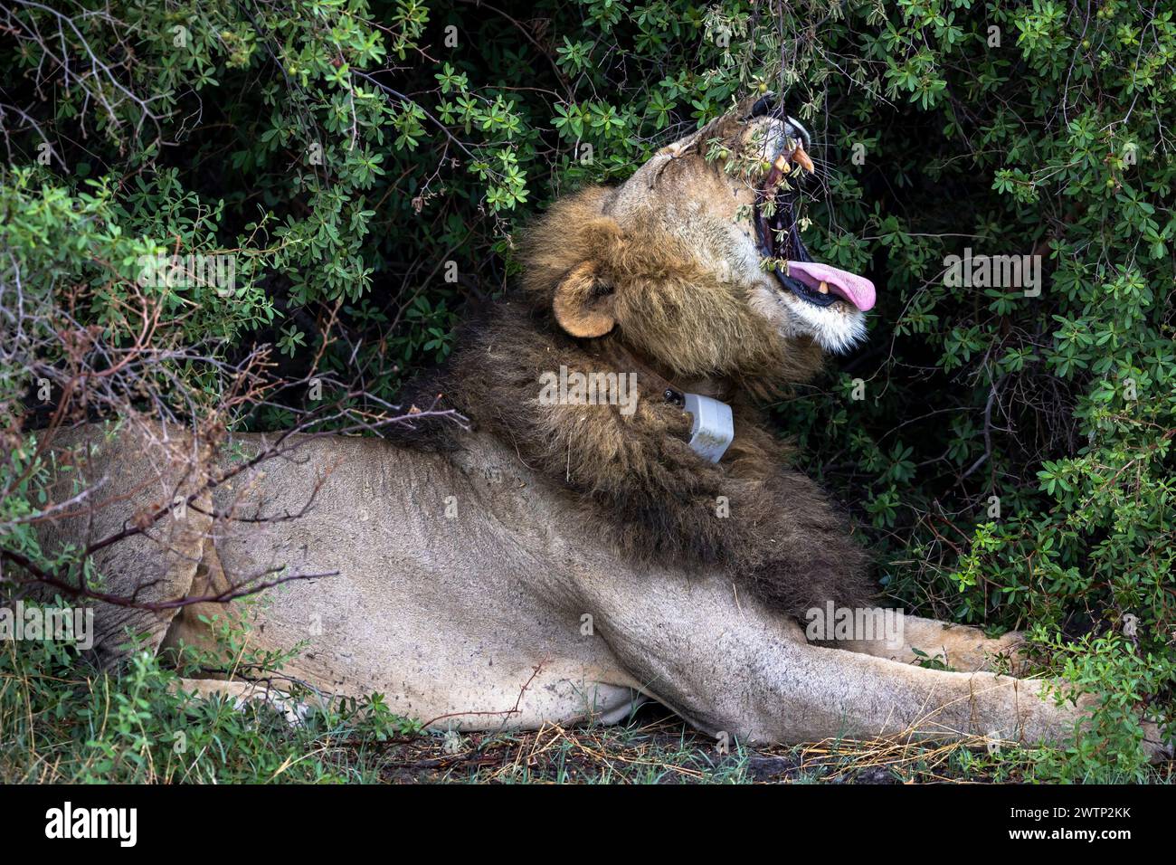 Large male lion sitting under a bush wearing a tracker in Botswana ...