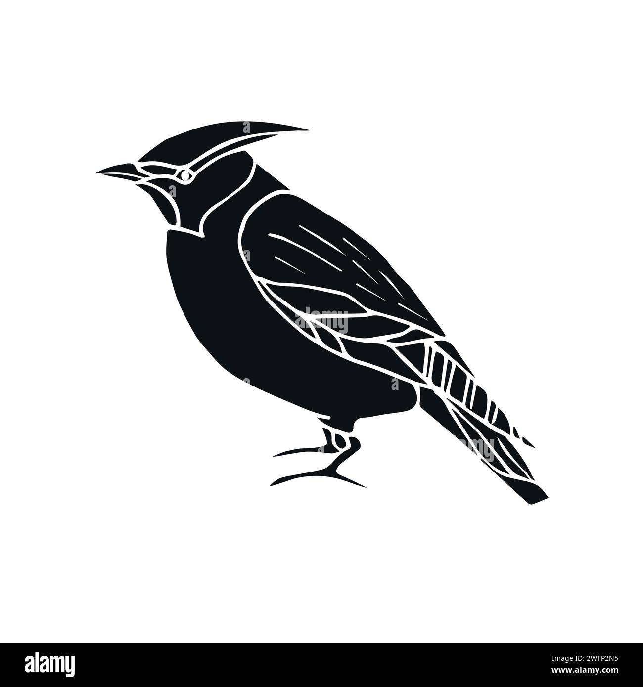 Vector hand drawn doodle sketch black waxwing bird isolated on white background Stock Vector ...