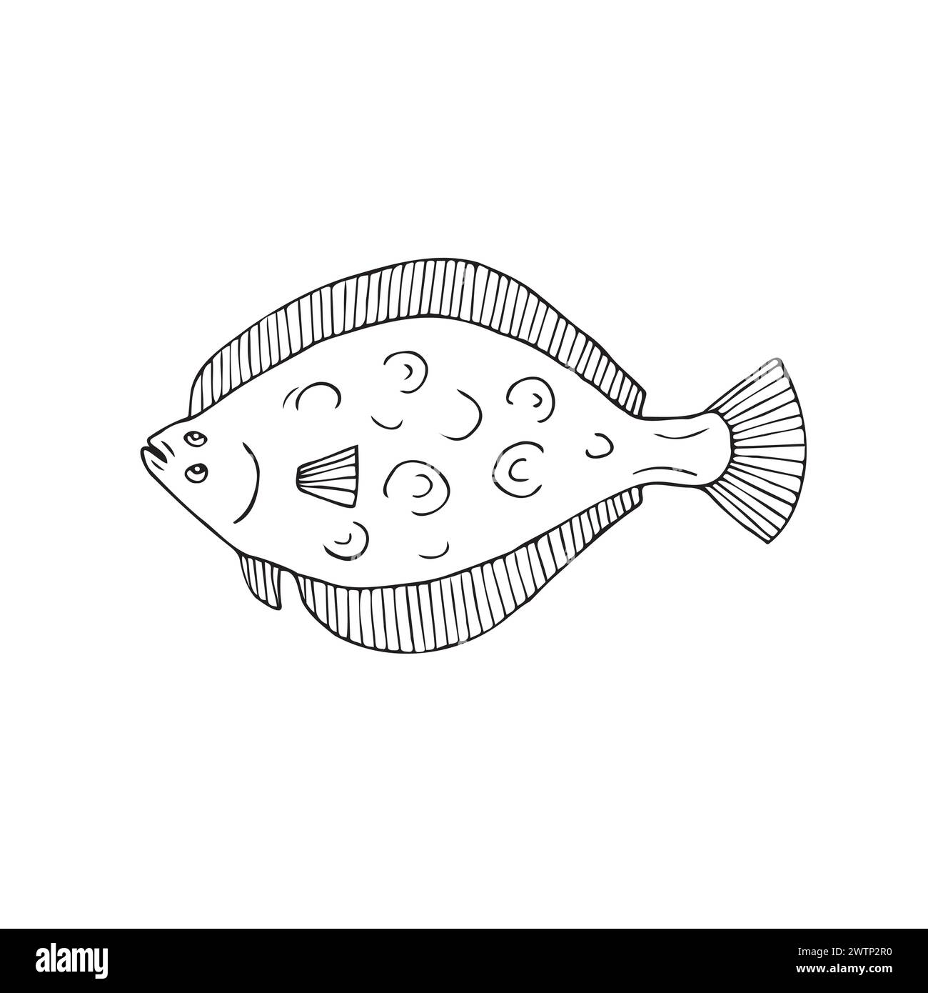 Vector hand drawn doodle sketch flounder fish isolated on white background Stock Vector Image ...