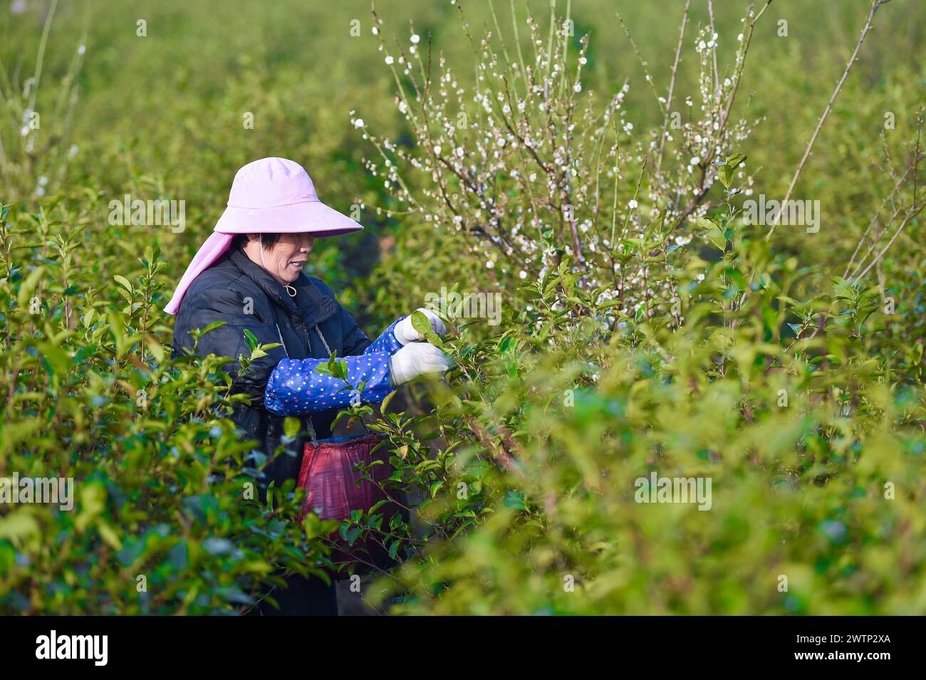NANJING, CHINA - MARCH 19, 2024 - Photo shows tea pickers picking ...