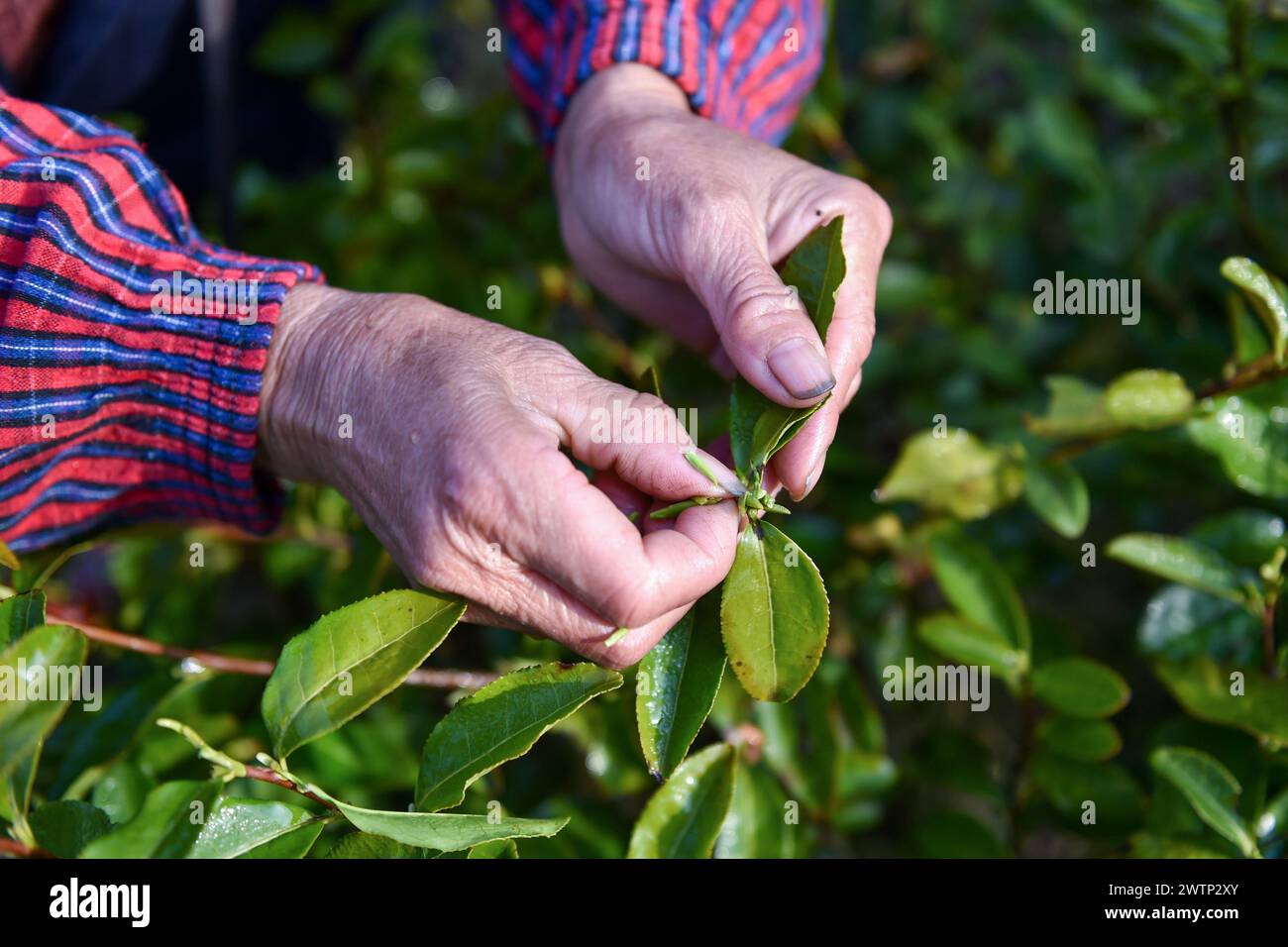 NANJING, CHINA - MARCH 19, 2024 - Photo shows tea pickers picking ...