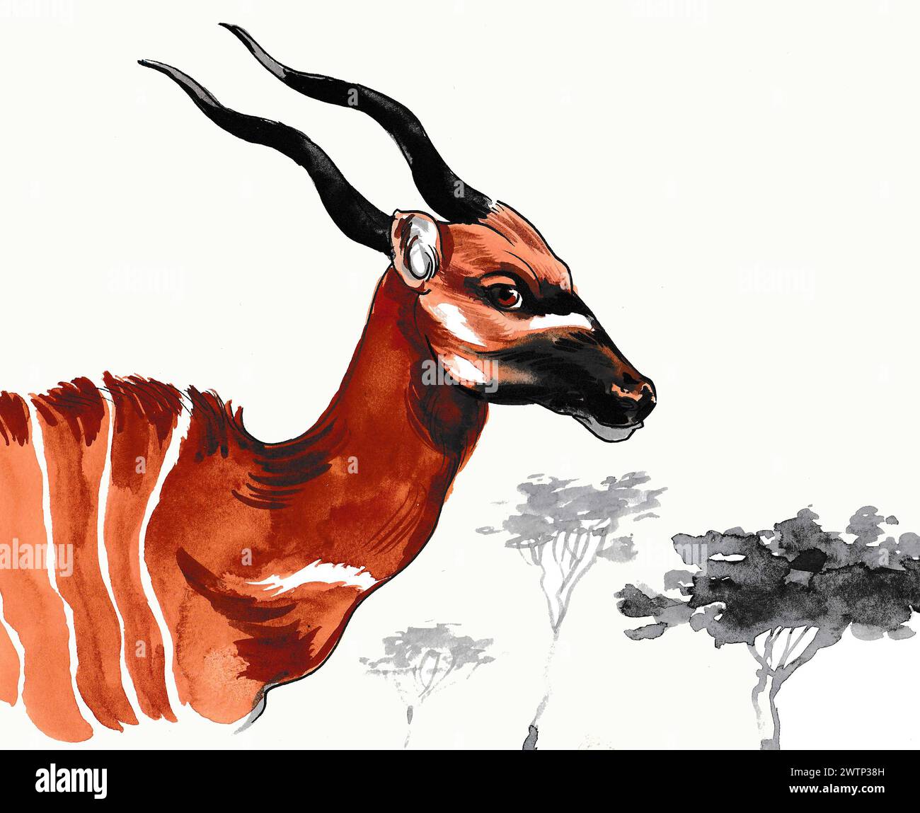 African antelope. Hand drawn ink and watercolor illustration Stock ...