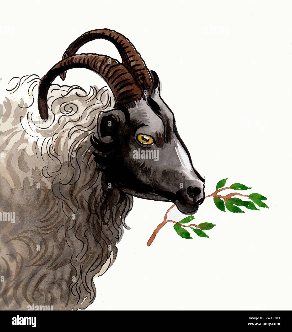 Sheep head. Hand drawn ink and watercolor drawing Stock Photo - Alamy