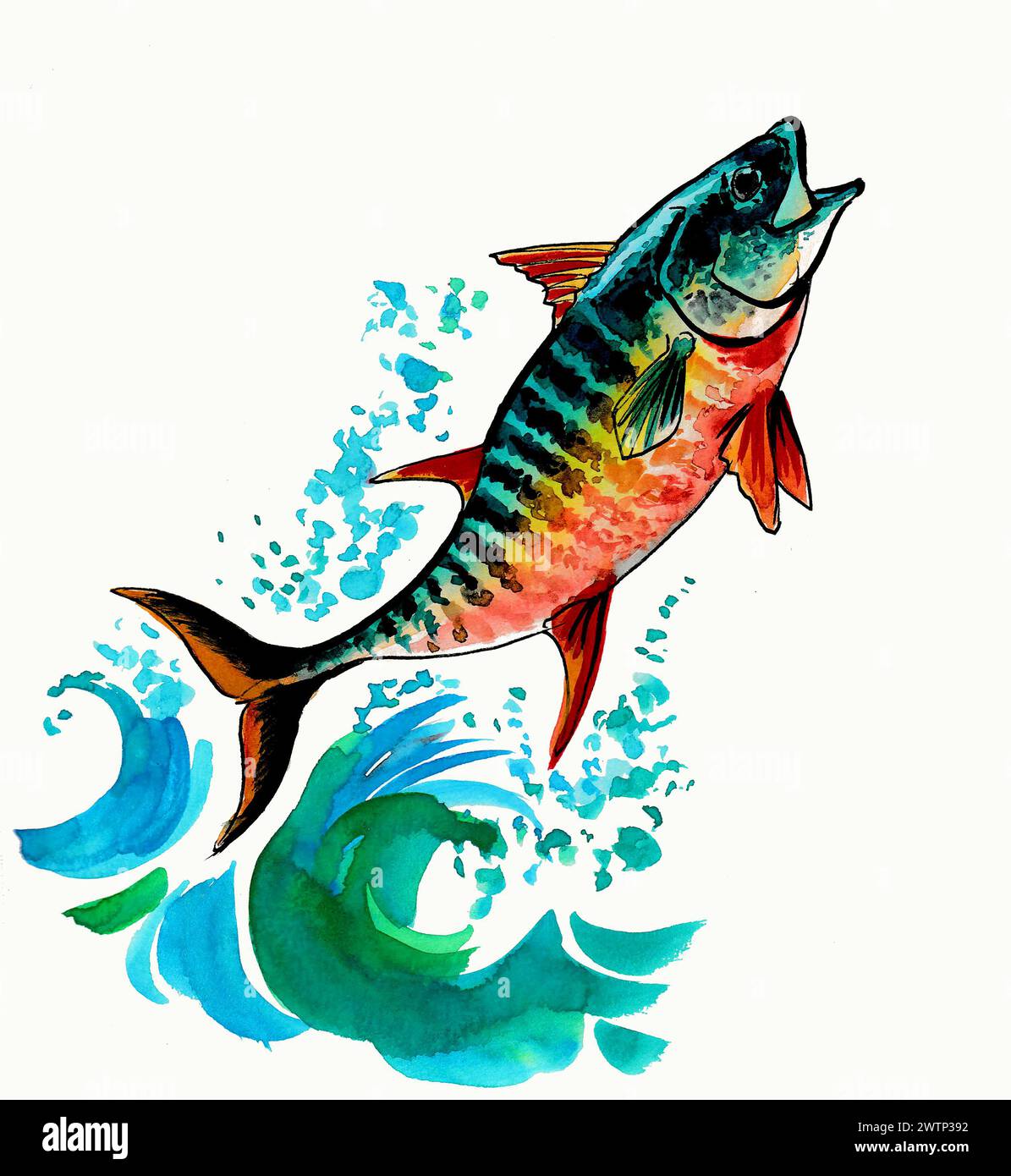 Jumping tuna fish. Ink and watercolor drawing Stock Photo - Alamy