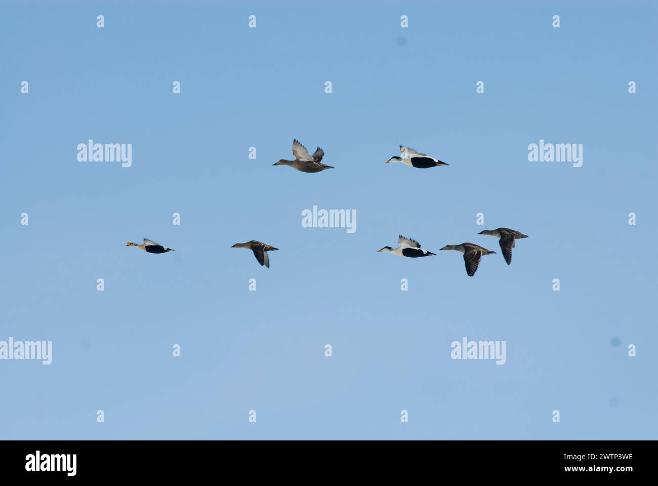 King eider Somateria spectabilis and Common eider Somateria mollissima ...