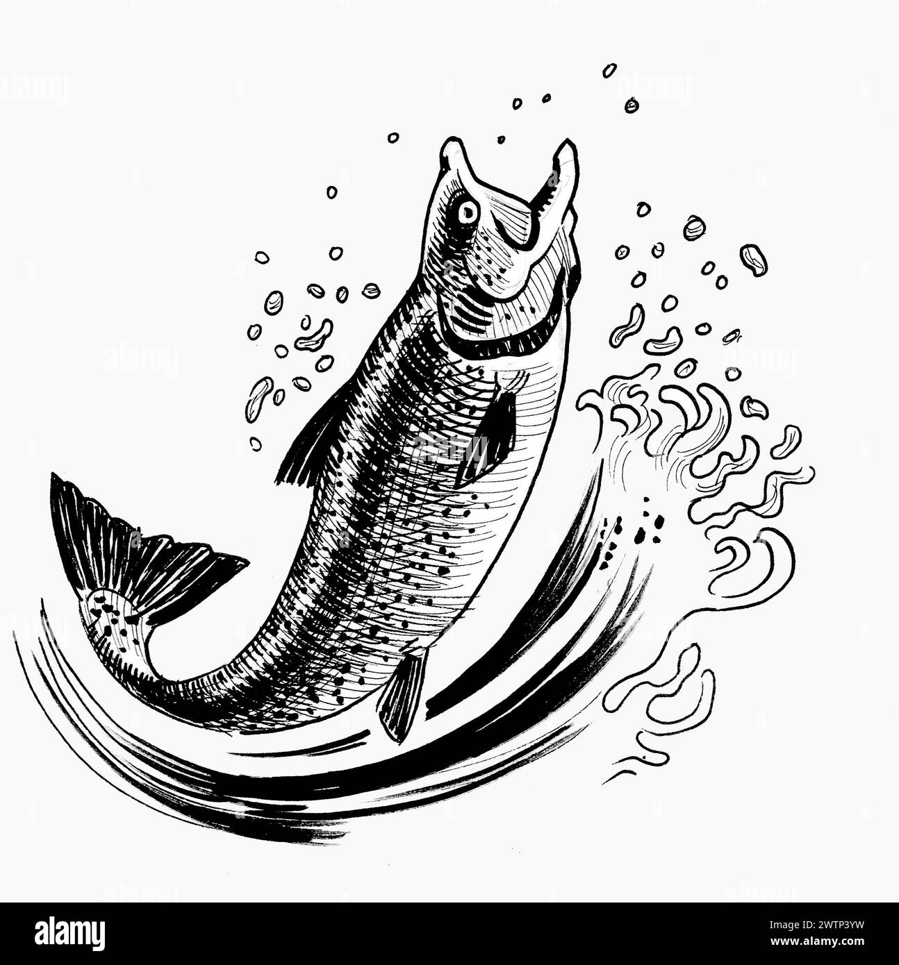 Jumping salmon fish. Hand drawn retro styled black and white ...