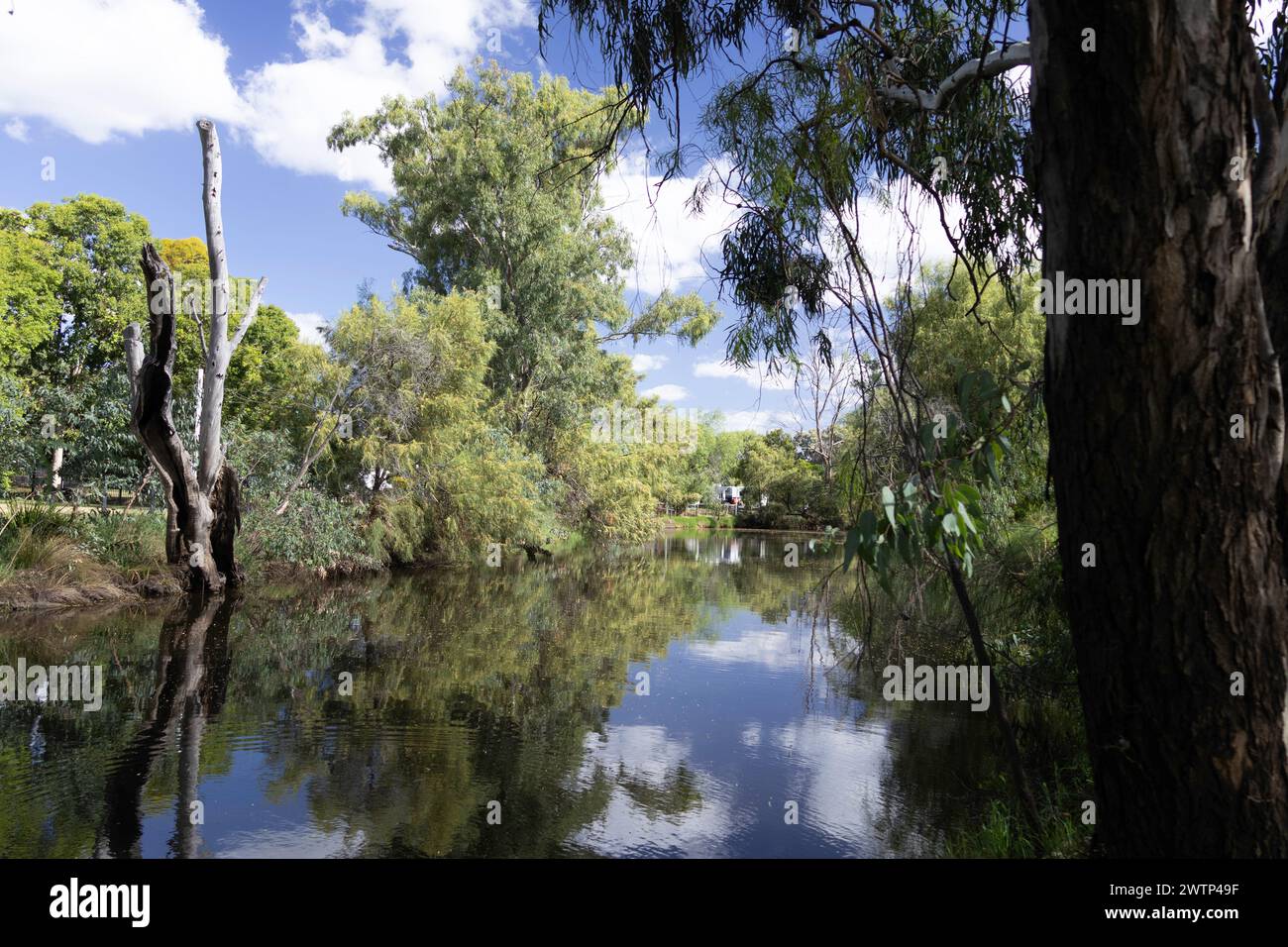 The Tree that was, by the creek Stock Photo - Alamy