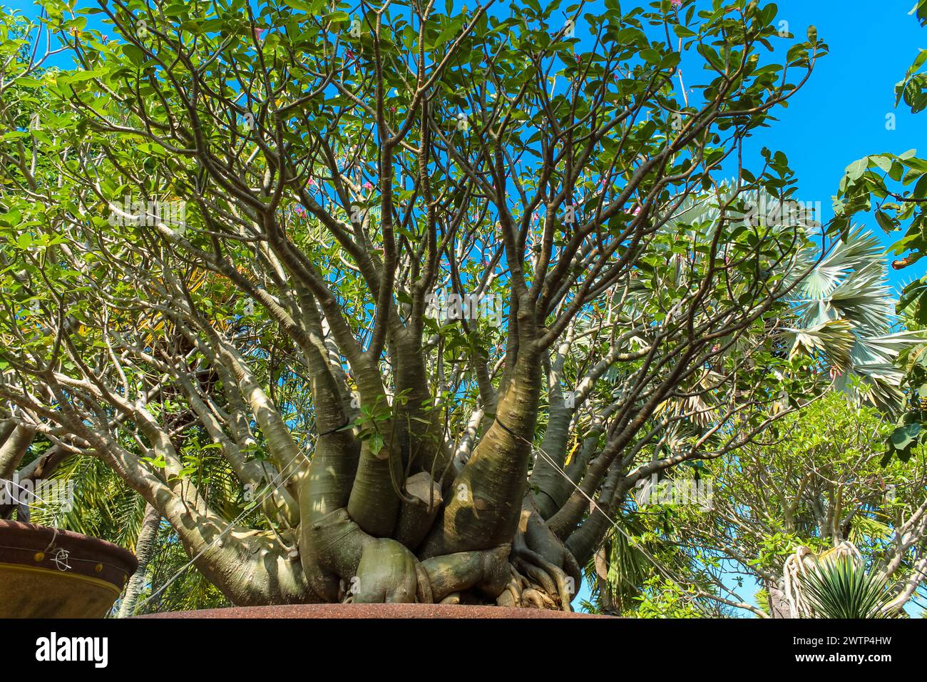 Adenium Arabicum in different forms and size in the garden. Bottle ...
