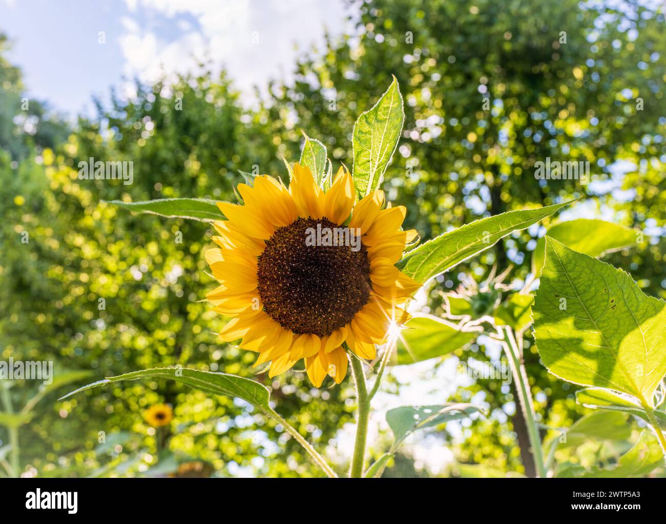 Setting sun over field of blooming sunflowers. Bright photo of ...