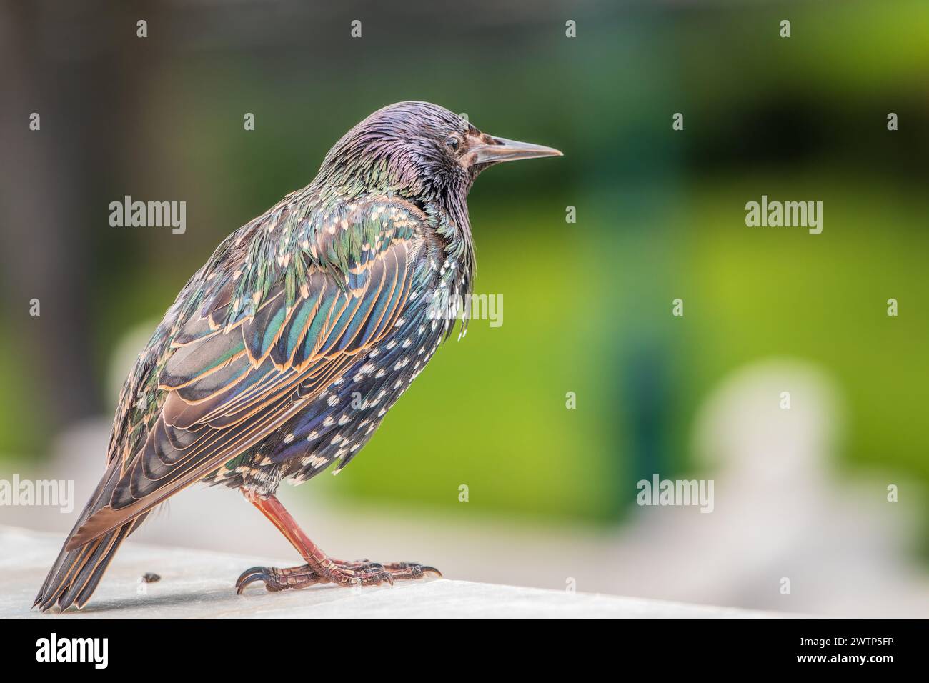 The common starling or Sturnus vulgaris or the European starling is a ...