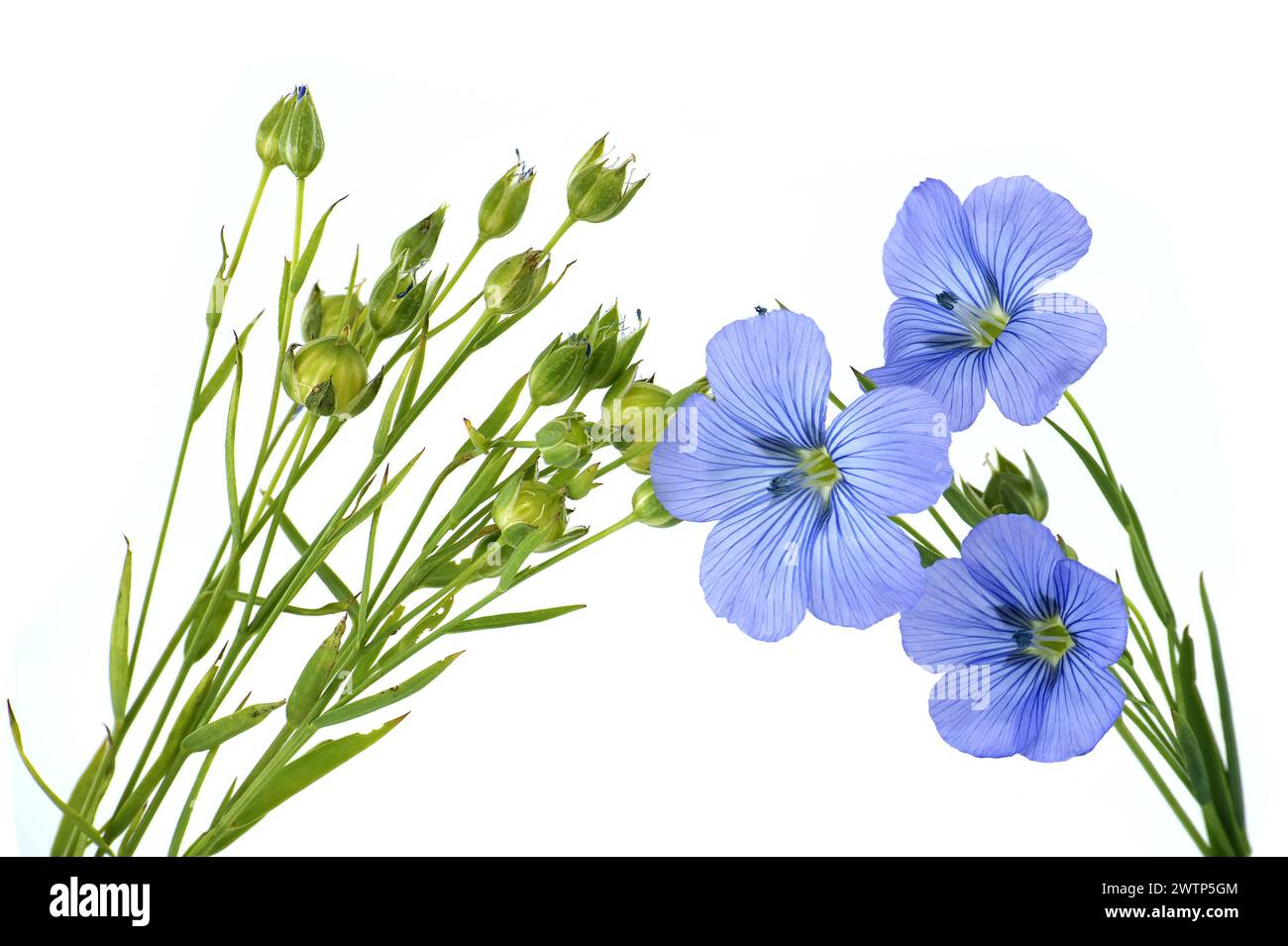 Close-up of a vibrant and beautiful blue flax flowers and plants ...