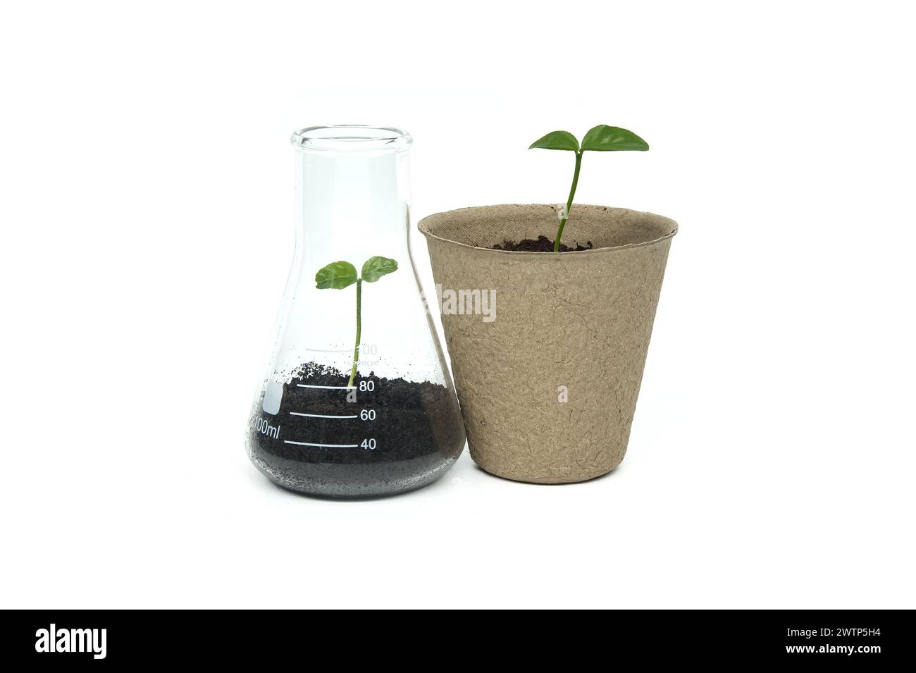 Green seedling sprouting from biodegradable pot near conical glass ...