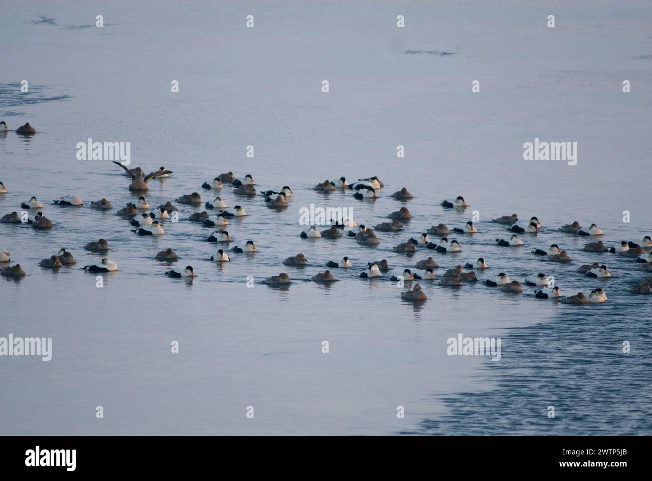 King eider Somateria spectabilis and Common eider Somateria mollissima ...