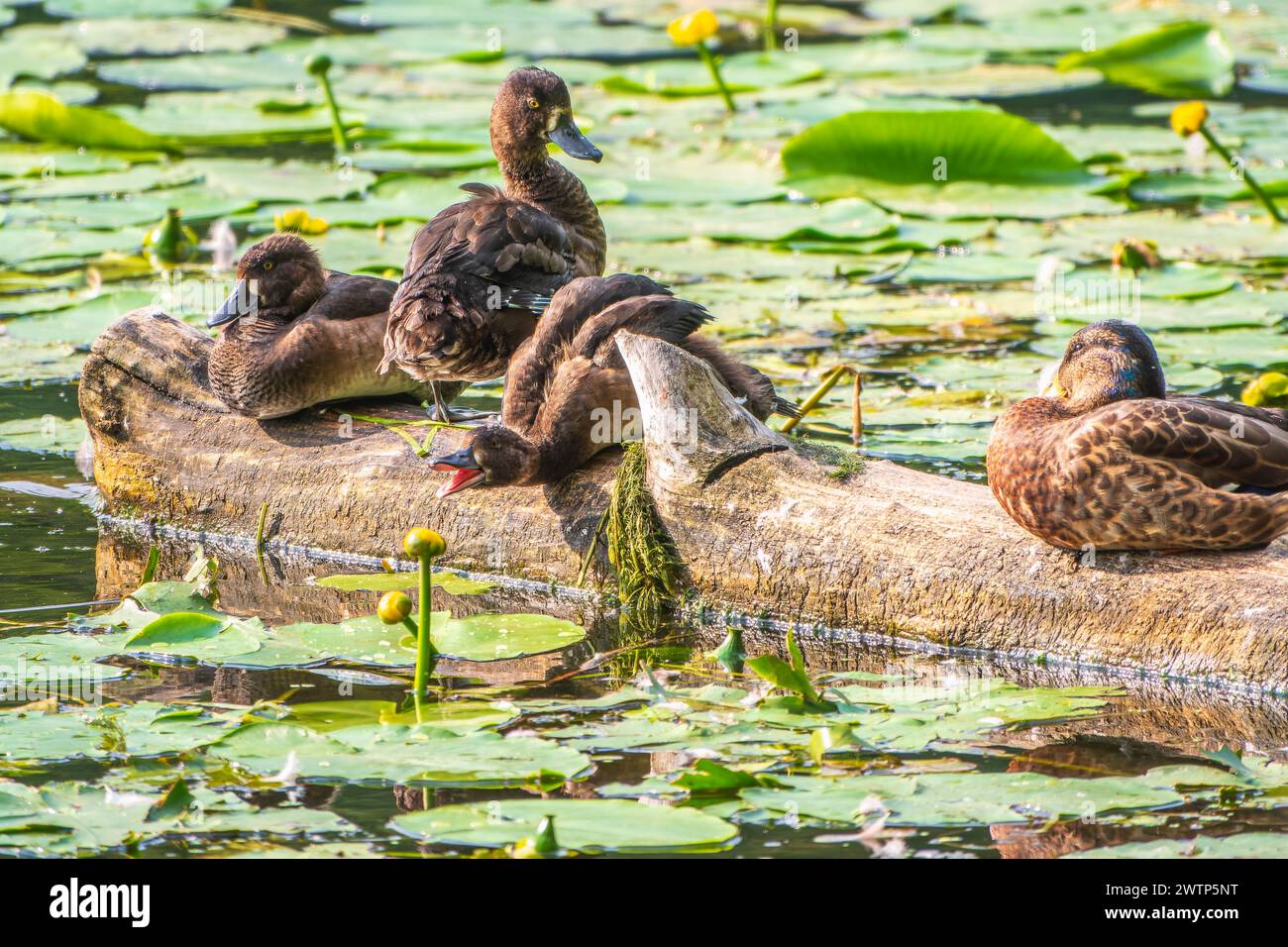 A group of tufted ducks and mallard duck in the wild. Tufted Duck ...