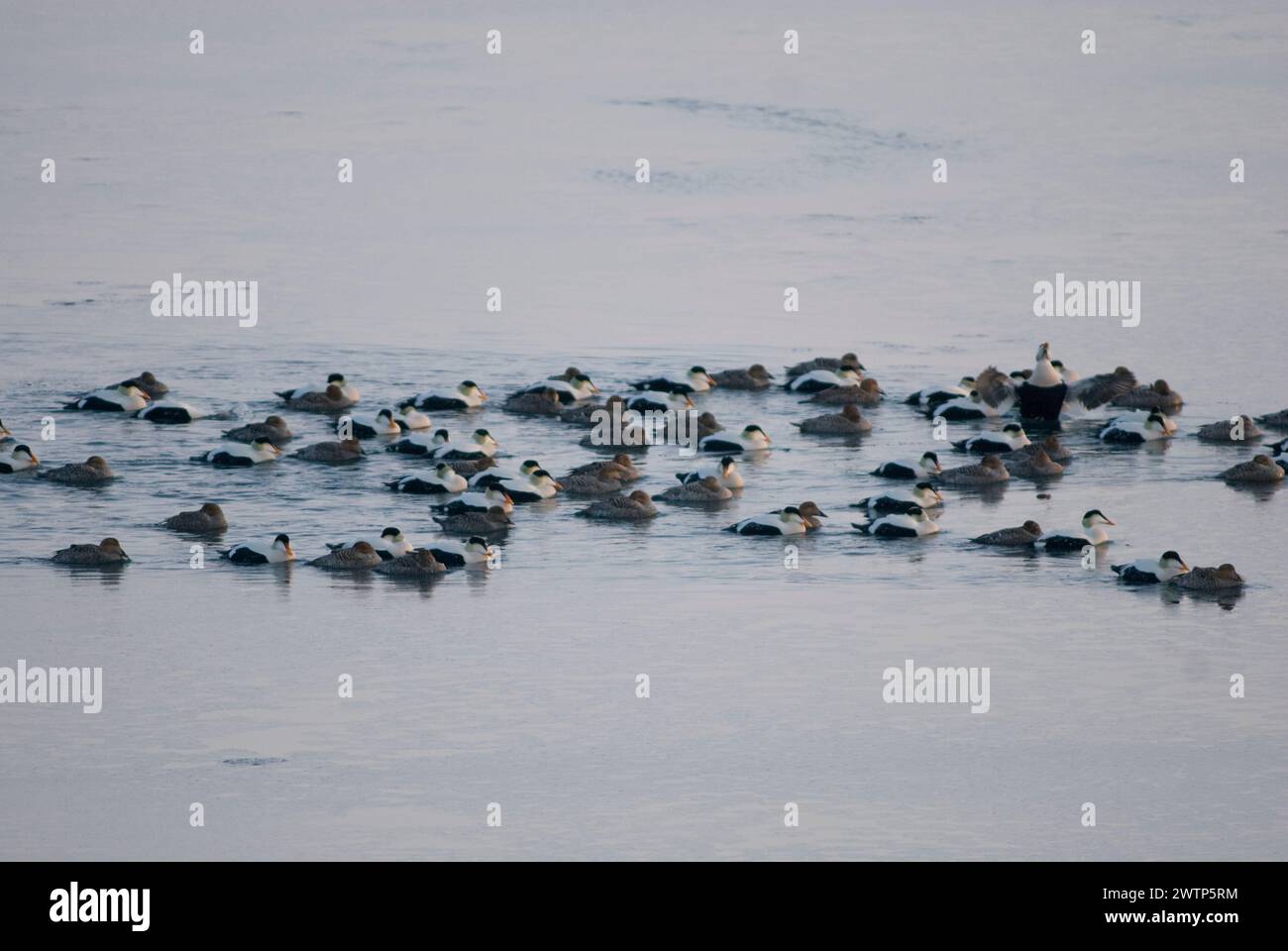 King eider Somateria spectabilis and Common eider Somateria mollissima ...
