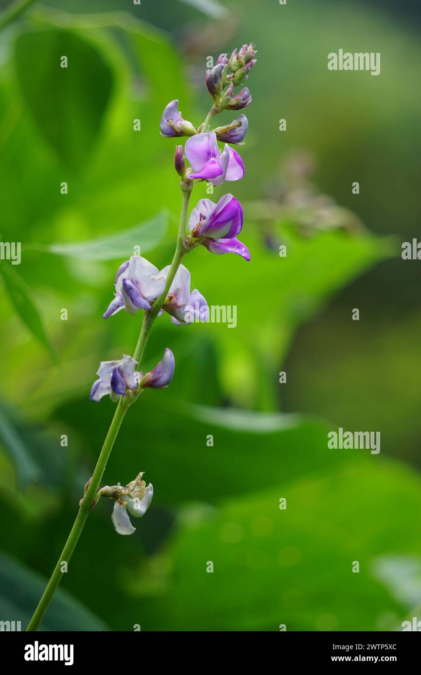 Kara wedhus hi-res stock photography and images - Alamy