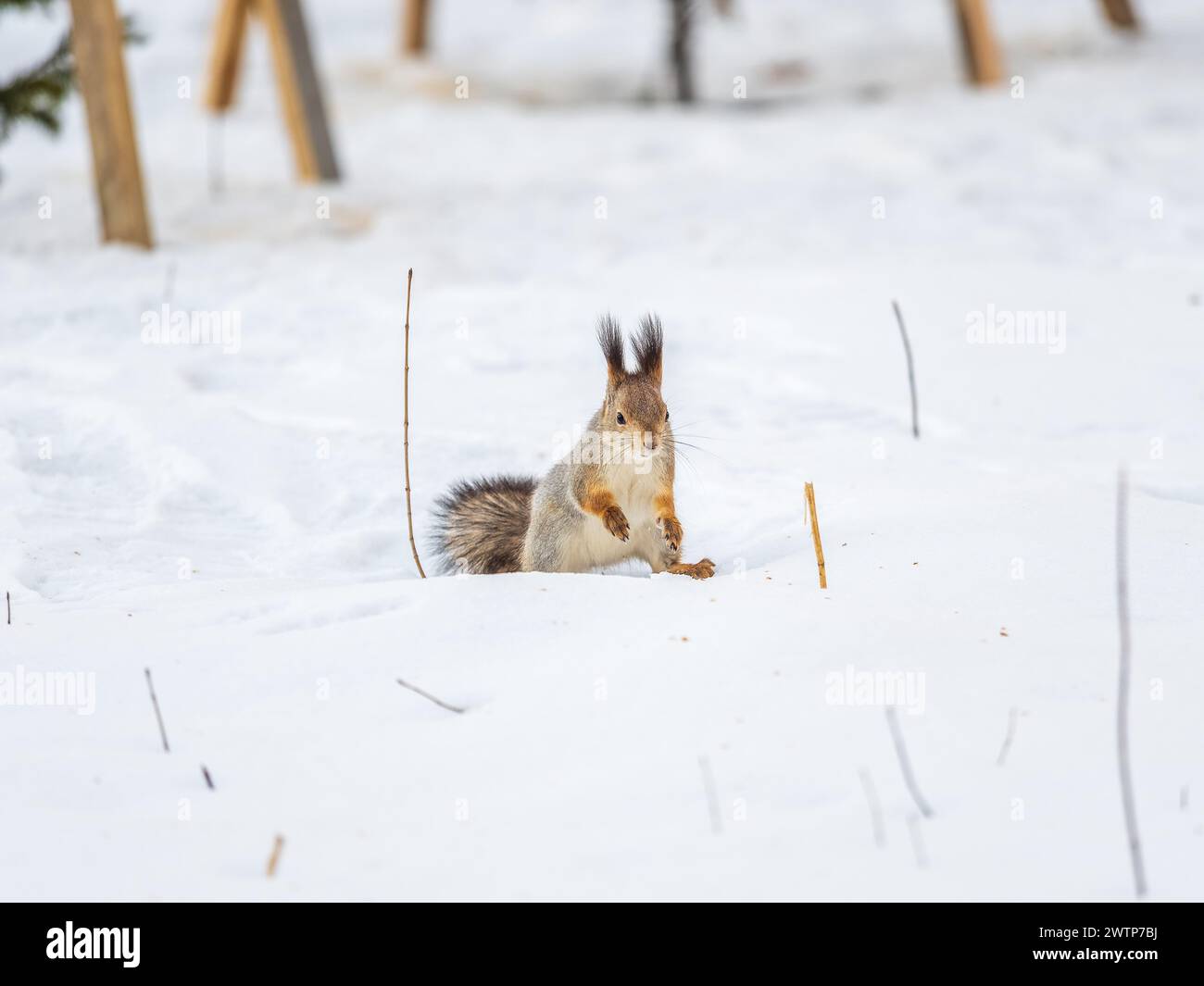 Portrait of a squirrel in winter on white snow background. Eurasian red ...