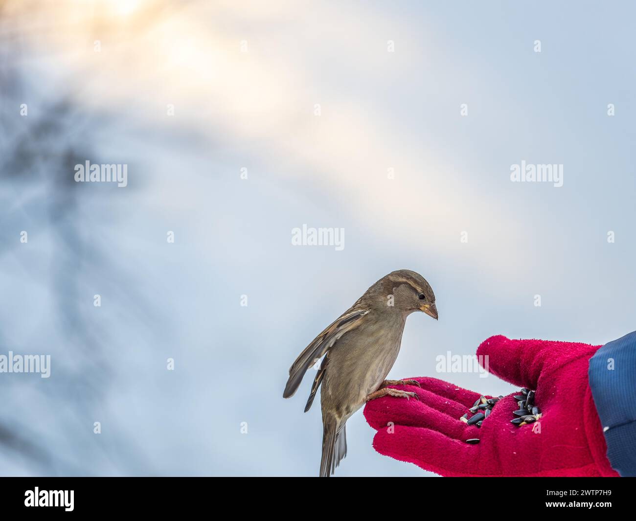 Taking care of birds hi-res stock photography and images - Alamy