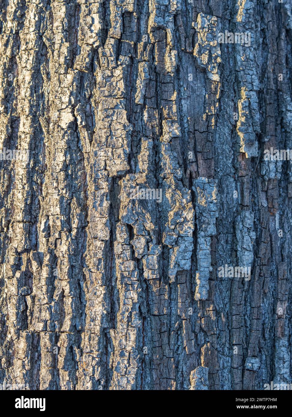 The texture of the bark of an old willow. Detailed bark texture ...