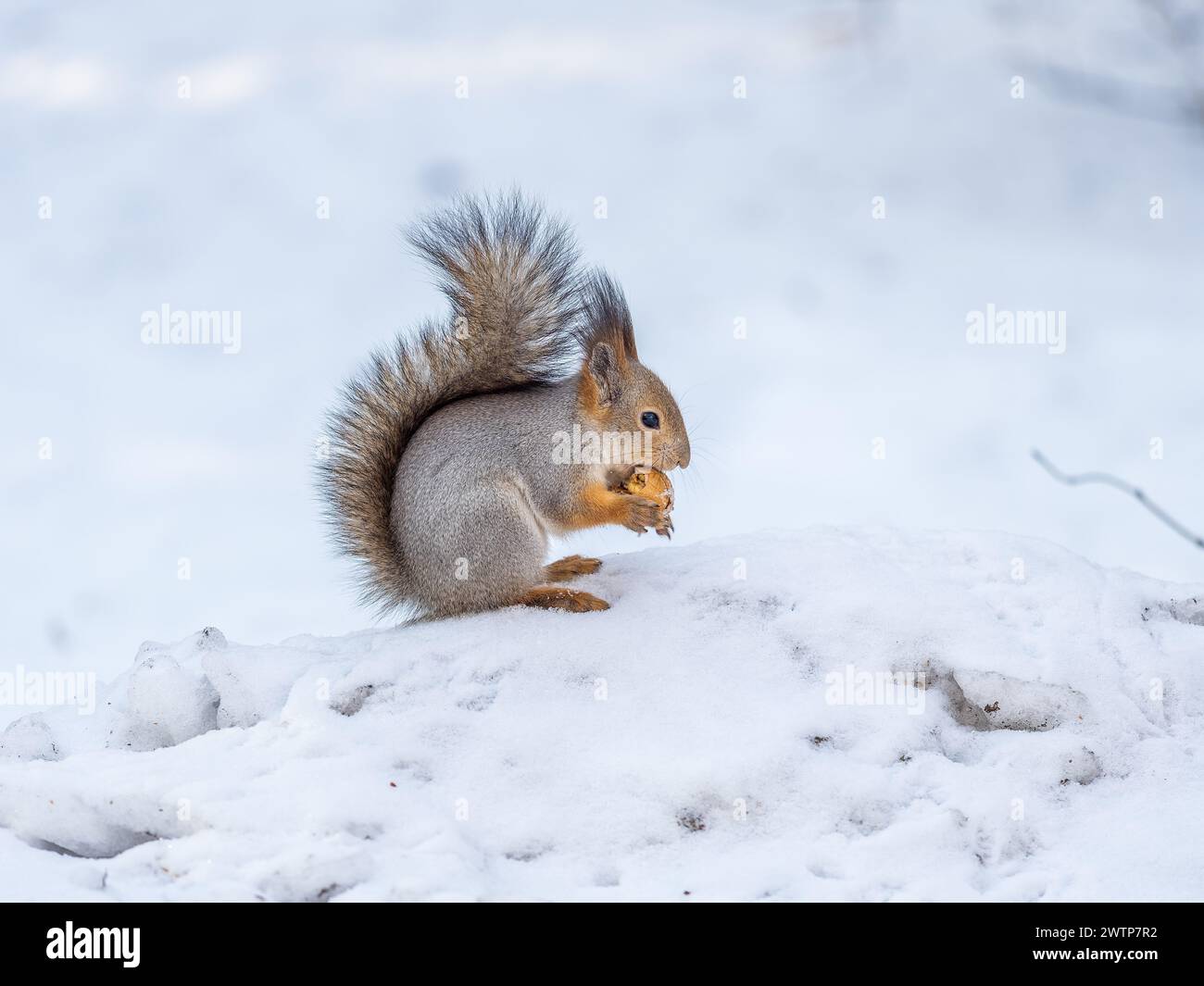 Portrait of a squirrel in winter on white snow background. Eurasian red ...