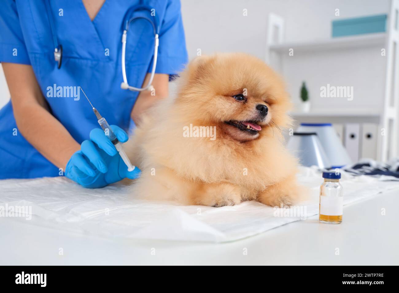 Female veterinarian giving Pomeranian dog injection after sterilization ...
