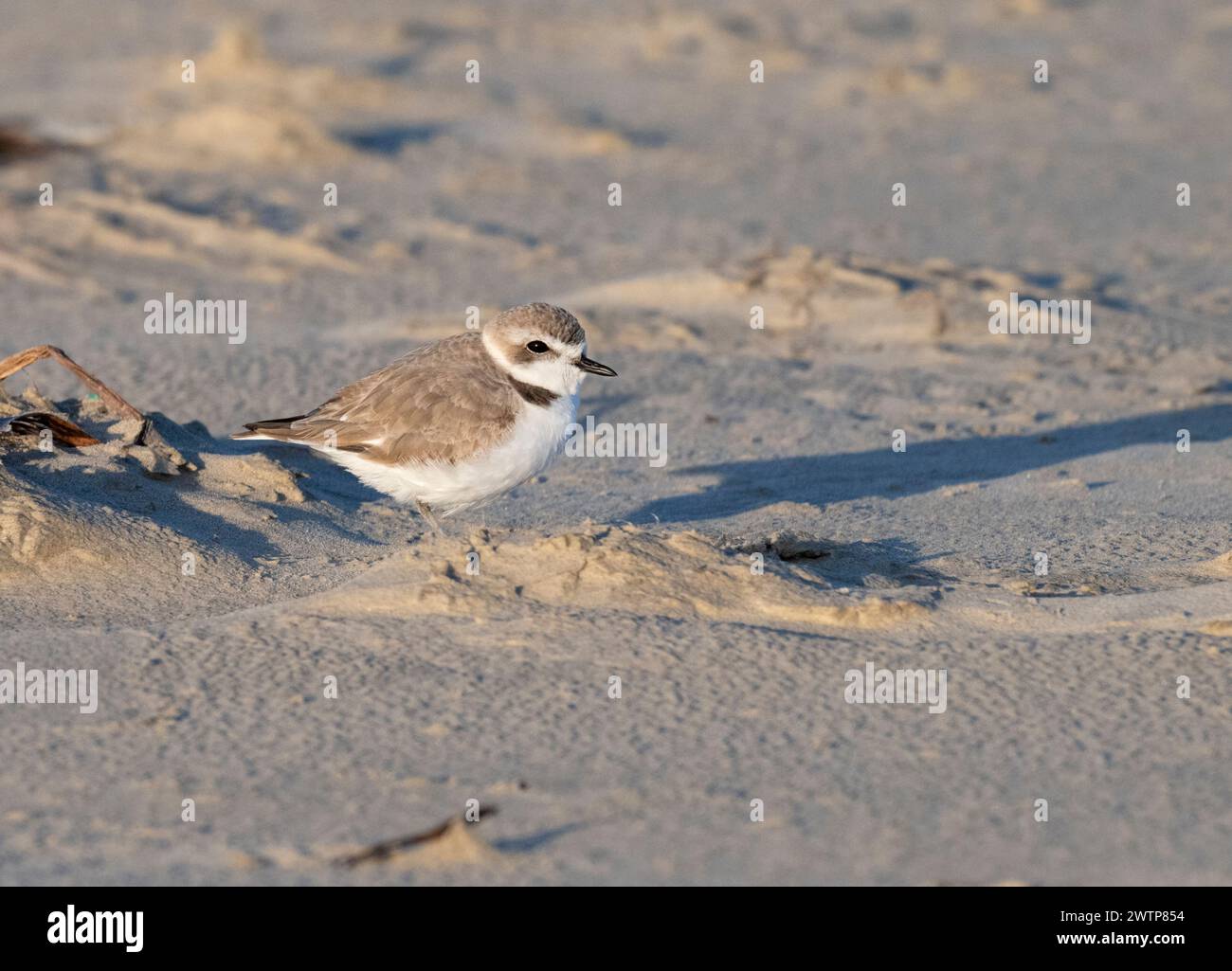 Snowy plover hiding behind the dune on the beach, Galveston Island, USA ...