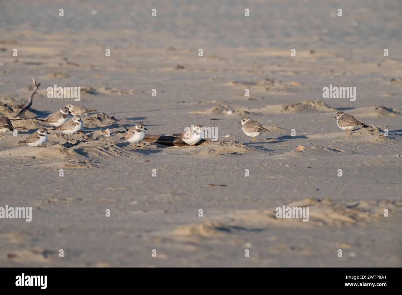 Mixed flock of piping plovers and Snowy plover hiding behind the dune ...
