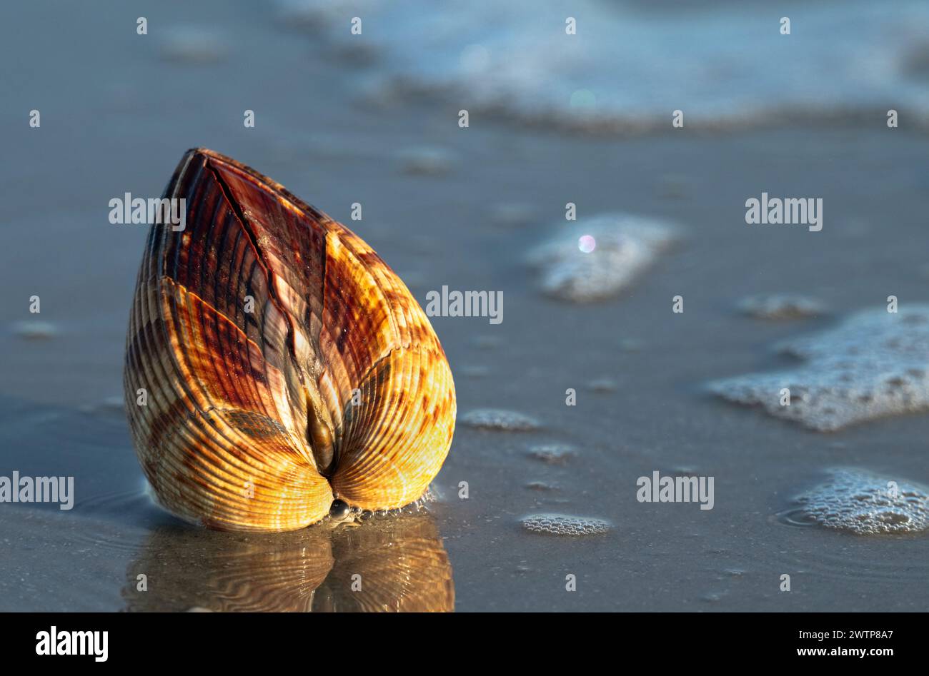 The Atlantic Giant Cockle, Dinocardium robustum, is one of the largest ...