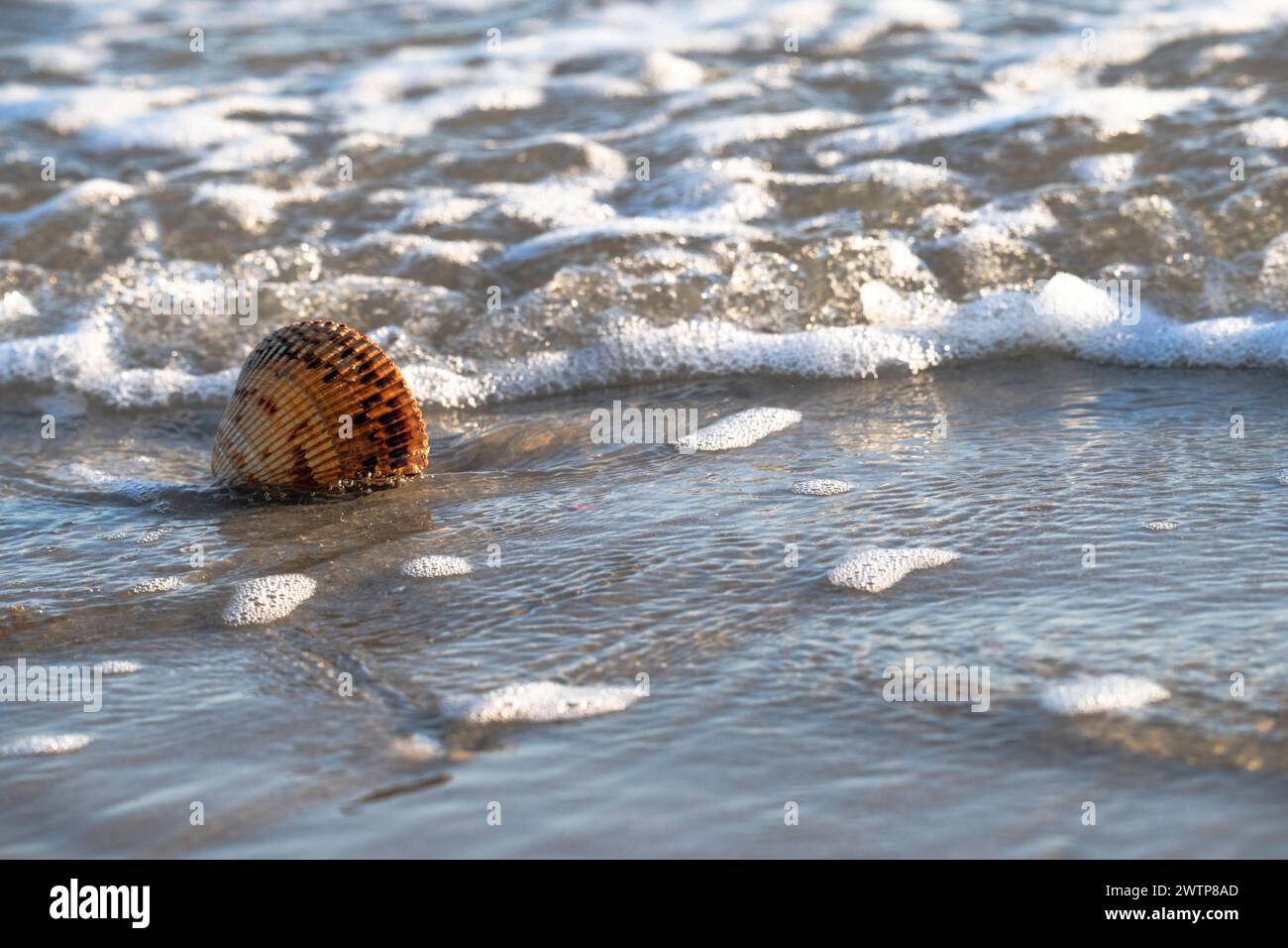 The Atlantic Giant Cockle, Dinocardium robustum, is one of the largest ...