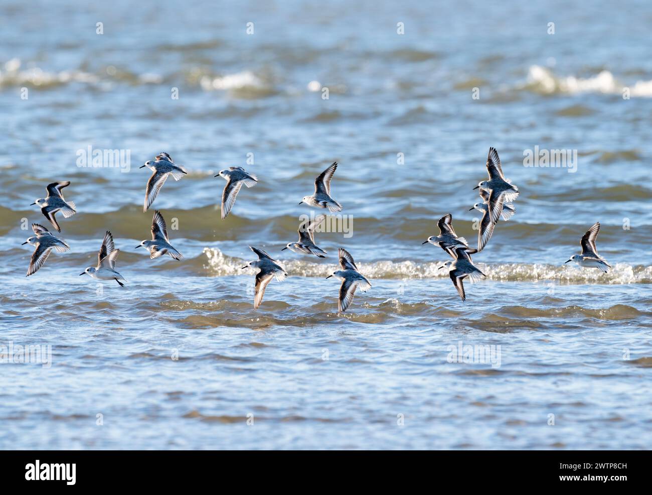 Flock of Sanderlings Flying Over Ocean, Galveston, Texas Stock Photo ...