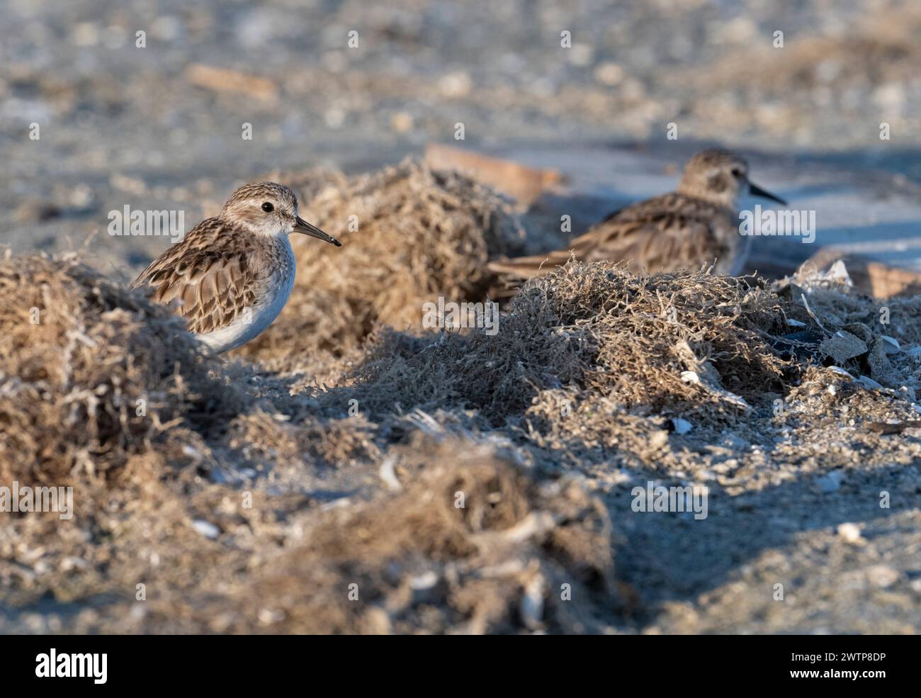Least Sandpiper (Calidris minutilla) hiding in debris on the beach ...