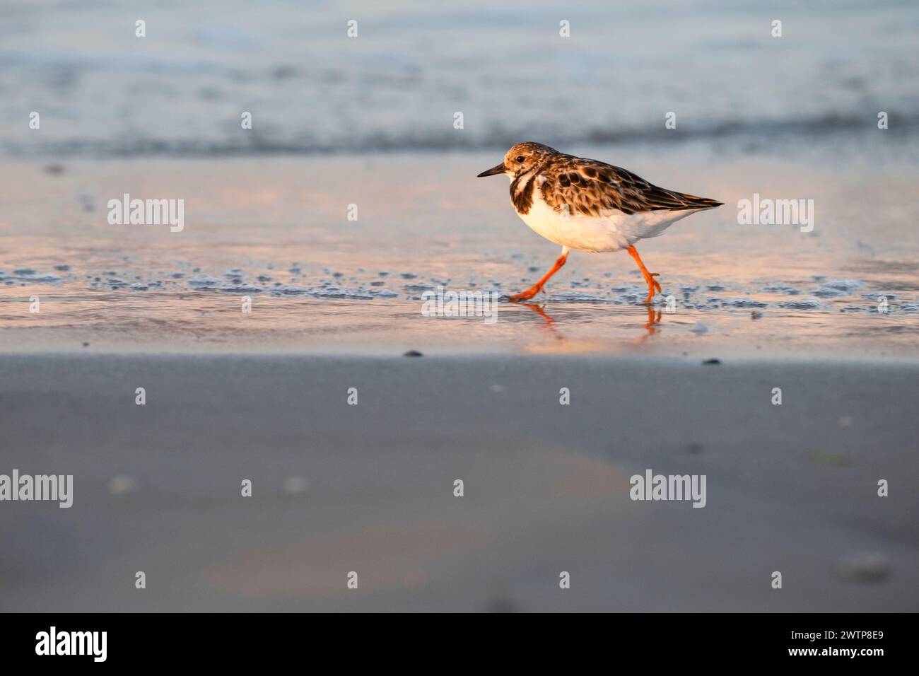 The ruddy turnstone (Arenaria interpres) running through the Galveston ...
