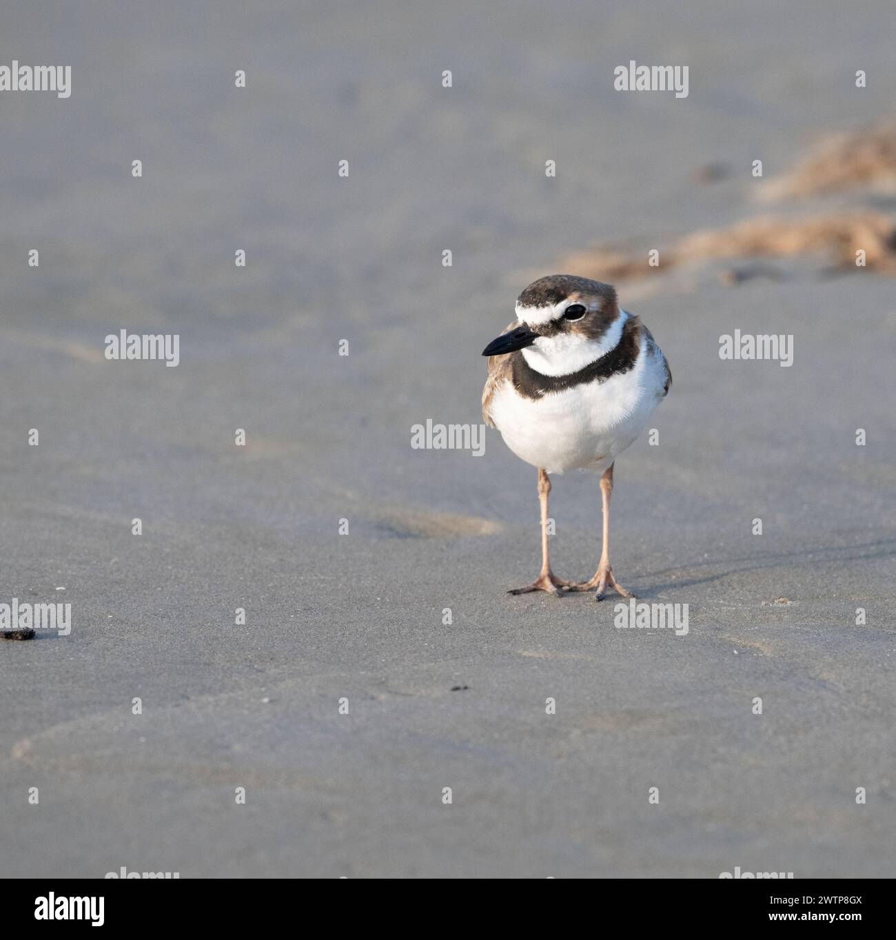Wilson's plover on the sand beach, Galveston, Texas Stock Photo - Alamy