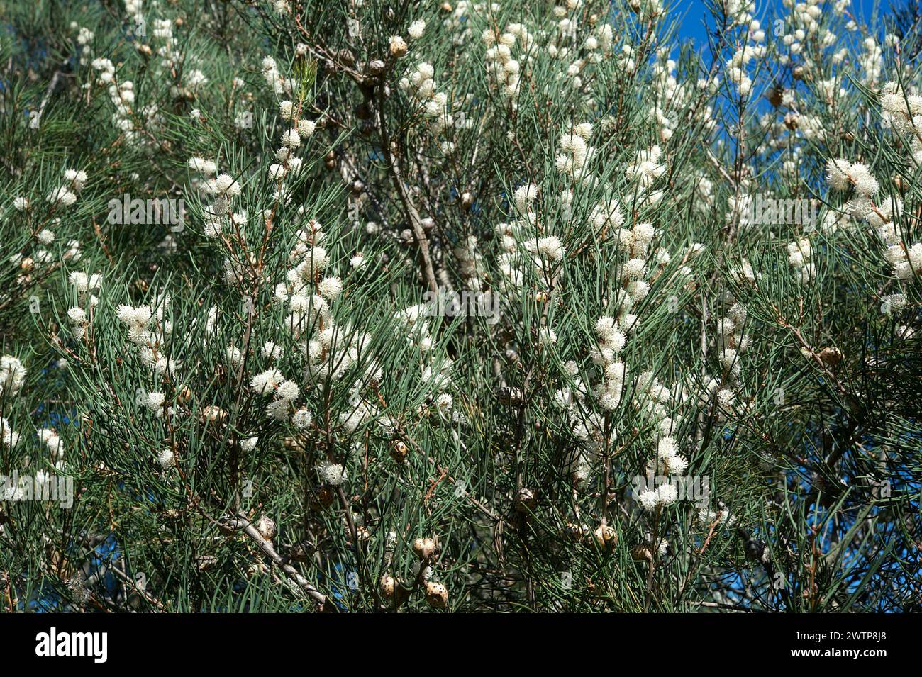 Bushy Needlewood or Silky Hakea (Hakea Sericea) is usually a straggly ...