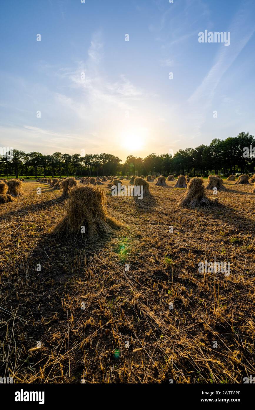 This rustic image captures the timeless practice of stacking hay in ...