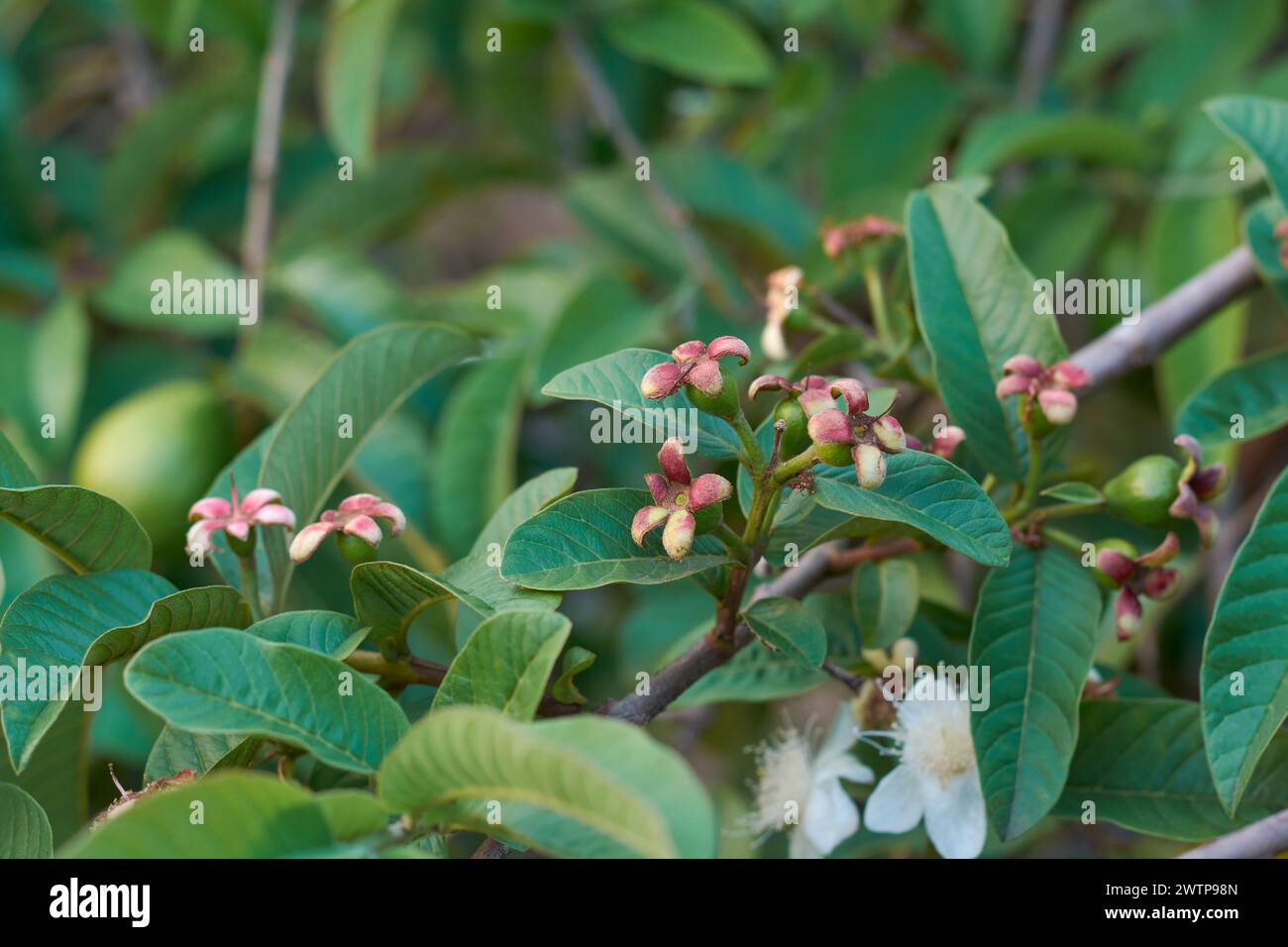 close-up of little guava fruits with flowers and fruits in the ...