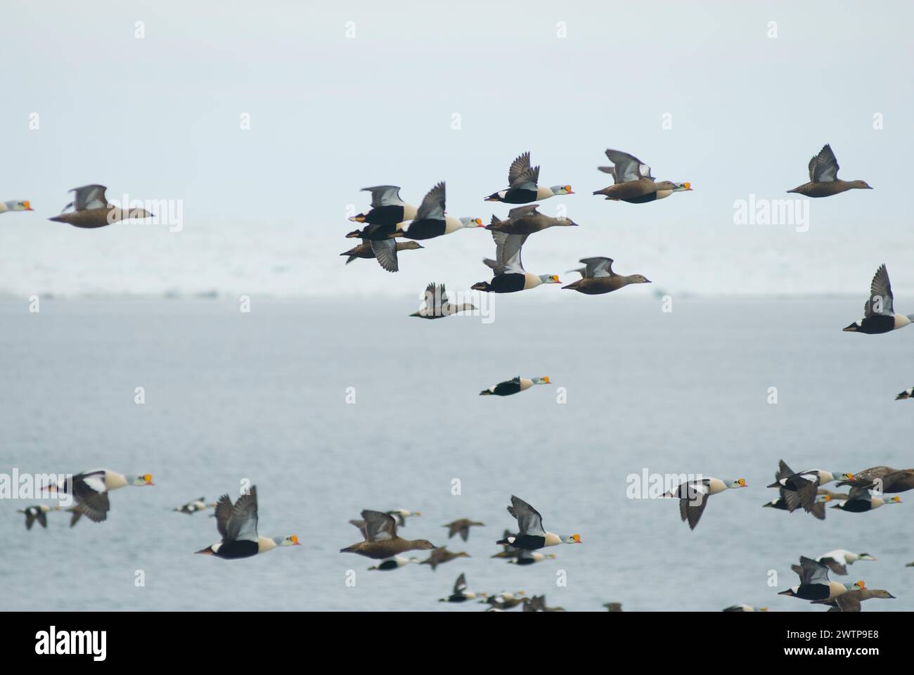 King eider Somateria spectabilis and Common eider Somateria mollissima ...
