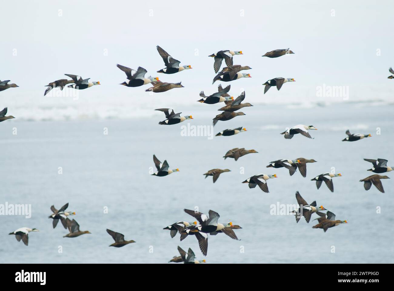 King eider Somateria spectabilis and Common eider Somateria mollissima ...
