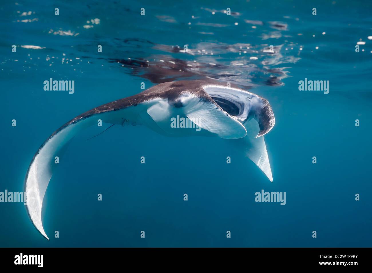 Manta conservancy hi-res stock photography and images - Alamy