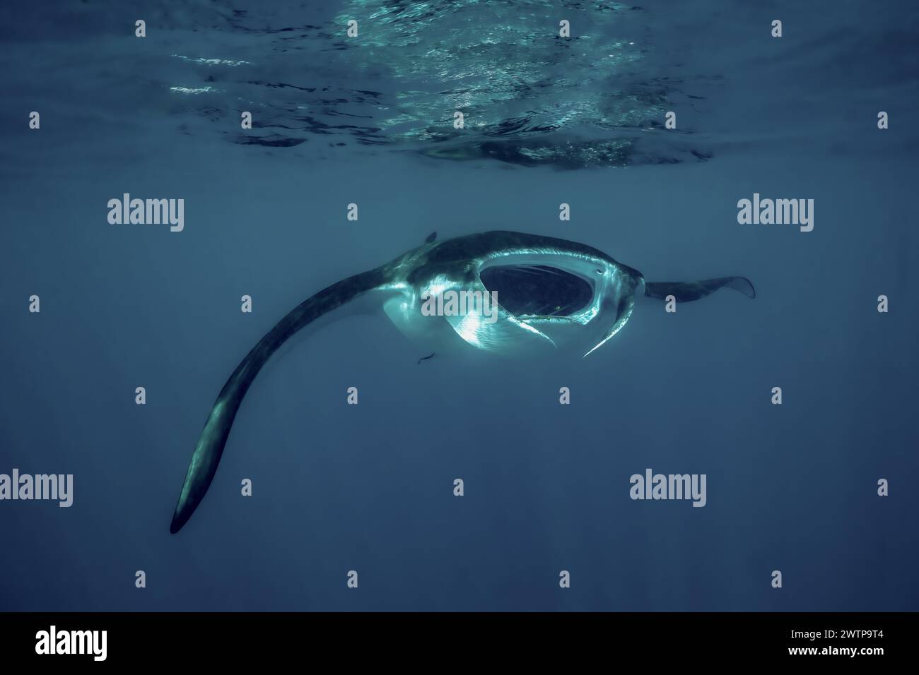 Manta ray of Mayotte lagoon Indian Ocean Stock Photo - Alamy