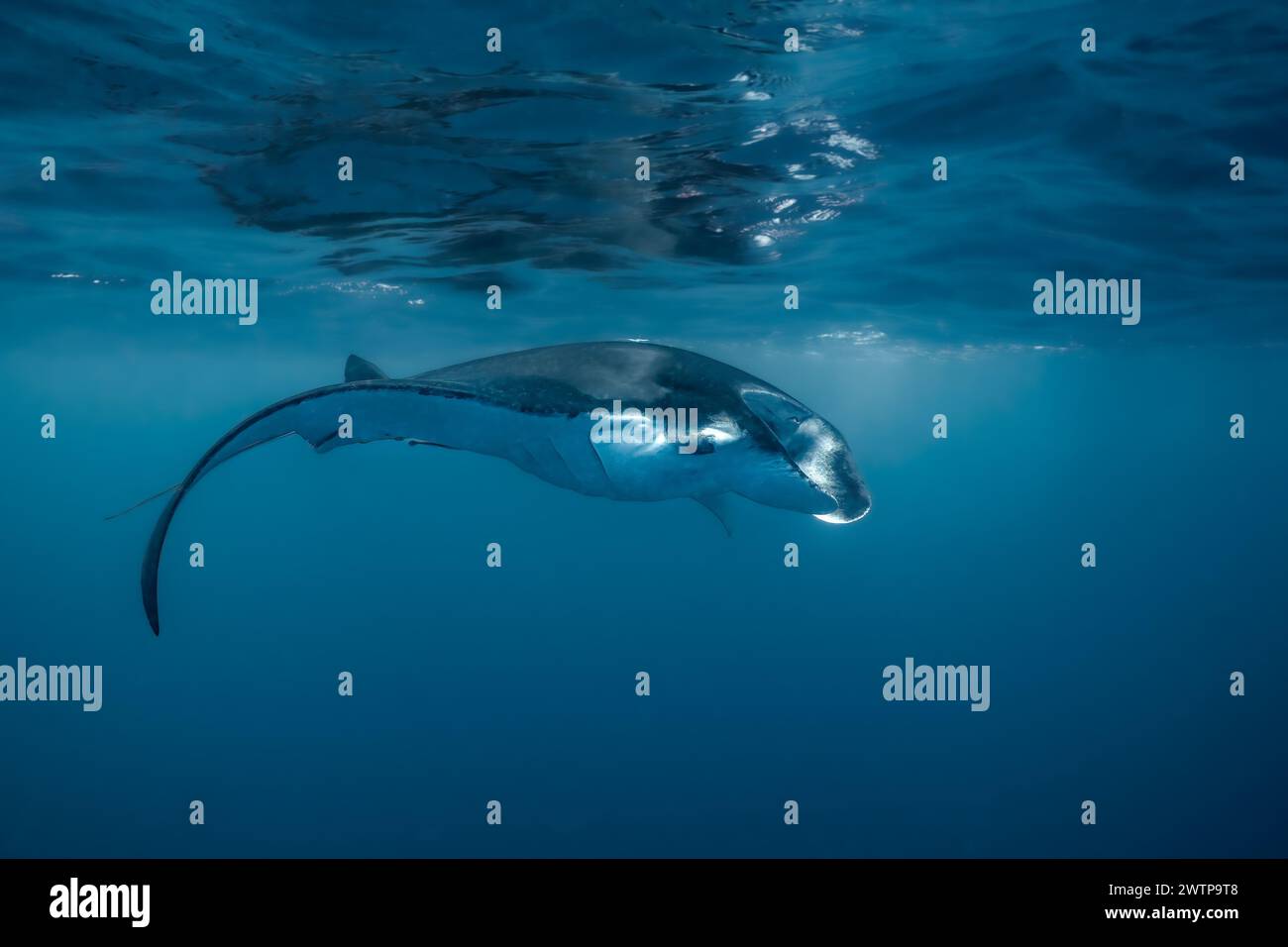Manta conservancy hi-res stock photography and images - Alamy